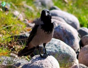 Hooded Crow | Corvux Cornix | Black and White Bird | BioExplorer