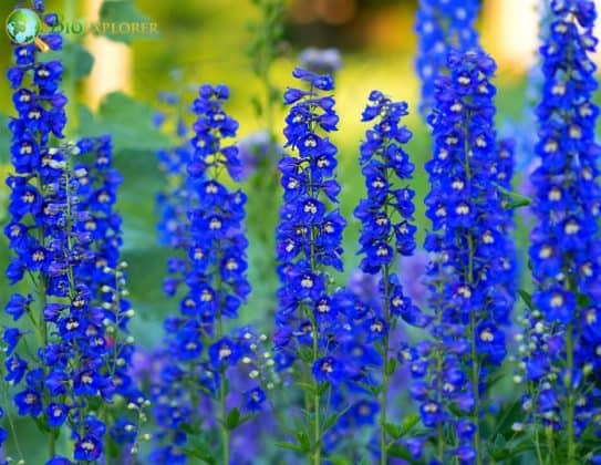 Top 43 BEST Blue Flowers | Mesmerizing Blue Blossoms | Pictures