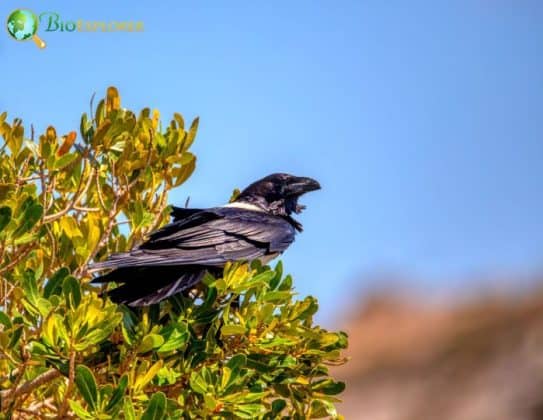 Pied Crow | Corvus Albus | Black and White Bird | BioExplorer