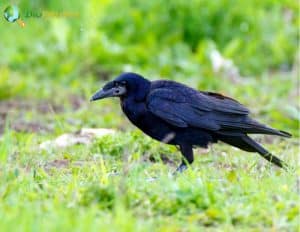 Rook | Corvus Frugilegus | Black Bird | BioExplorer