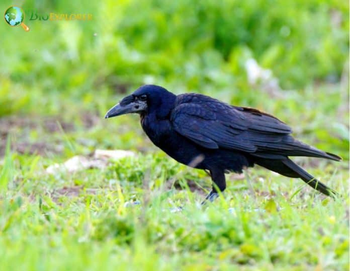 Rook | Corvus Frugilegus | Black Bird | BioExplorer