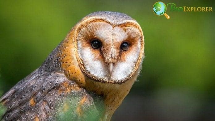Top 16 Animals with the Best Hearing | BioExplorer.net