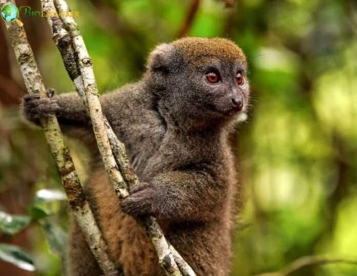 Eastern Lesser Bamboo Lemur | Hapalemur Griseus | Pictures | Facts