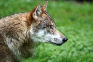 What Do Wolves Eat? | Wolves Diet By Types | What Eats Wolves?