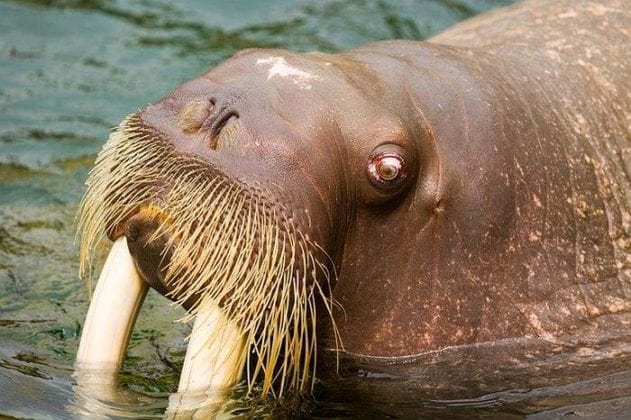 What Do Walruses Eat? | What Eats Walruses? | Walrus Diet | BioExplorer