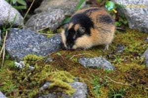 Top 18 BEST Tundra Animal Adaptations | BioExplorer.net