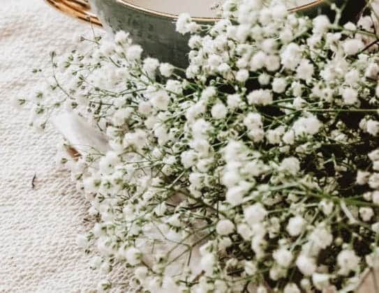 Top 85+ White Flowers | Beauty, Symbolism & Fascinating Facts