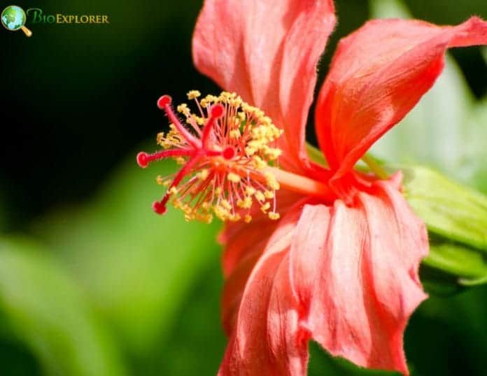 Hawaiian Flowers | Top 26 Aloha State Flowers | Yellow Hibiscus ...