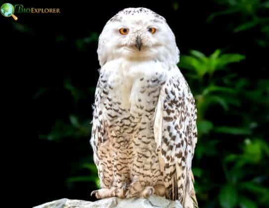 Washington Birds | Top 26 Must-See Birds of Washington State | BioExplorer