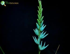 Top 43 BEST Blue Flowers | Mesmerizing Blue Blossoms | Pictures