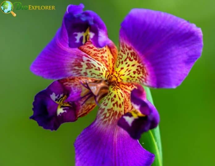 Blooming Texas: 25 Gorgeous Native Flowers Revealed!