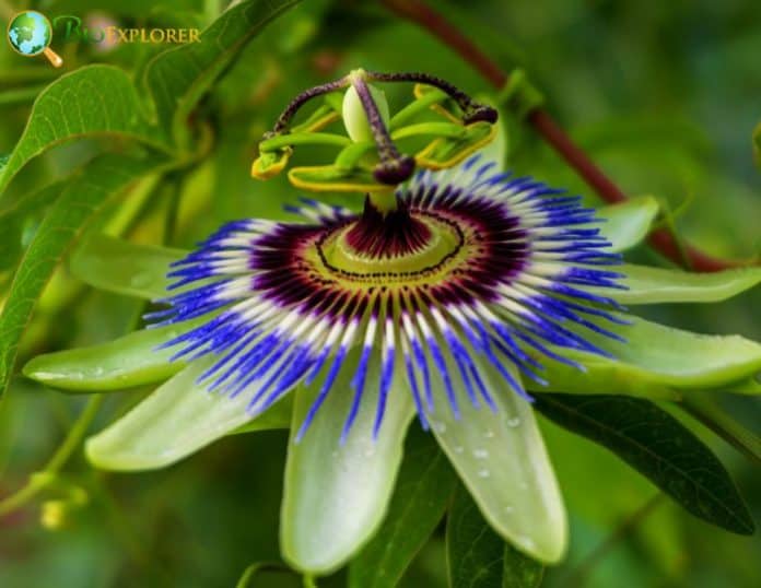 Top 43 BEST Blue Flowers | Mesmerizing Blue Blossoms | Pictures