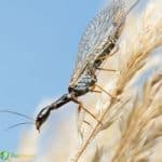 Insect Orders | 28 Different Types of Insects | BioExplorer