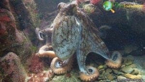 Top 26 Animals With BEST Eyesight (Visual Adaptations)