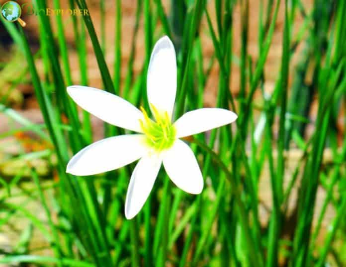 Blooming Texas: 25 Gorgeous Native Flowers Revealed!