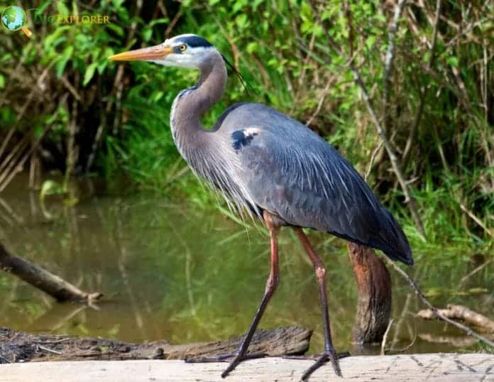 Washington Birds | Top 26 Must-See Birds of Washington State | BioExplorer