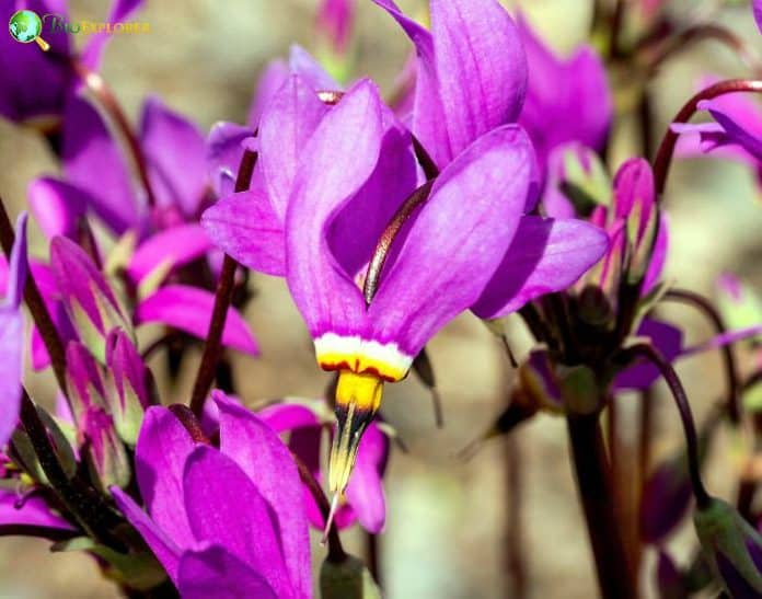 Top 25 Bicolor Flowers | Nature's Two-Toned Wonders!