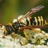 Insect Orders | 28 Different Types of Insects | BioExplorer