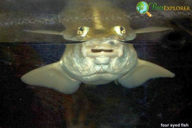 Top 26 Animals With BEST Eyesight (Visual Adaptations)