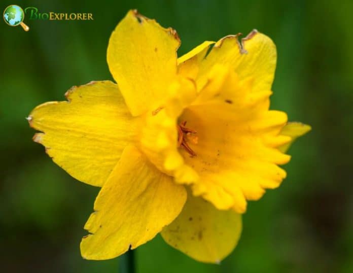 Narcissus Flowers | Top 25 Daffodil Varieties You Need To Know