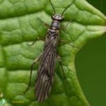 Insect Orders | 28 Different Types of Insects | BioExplorer