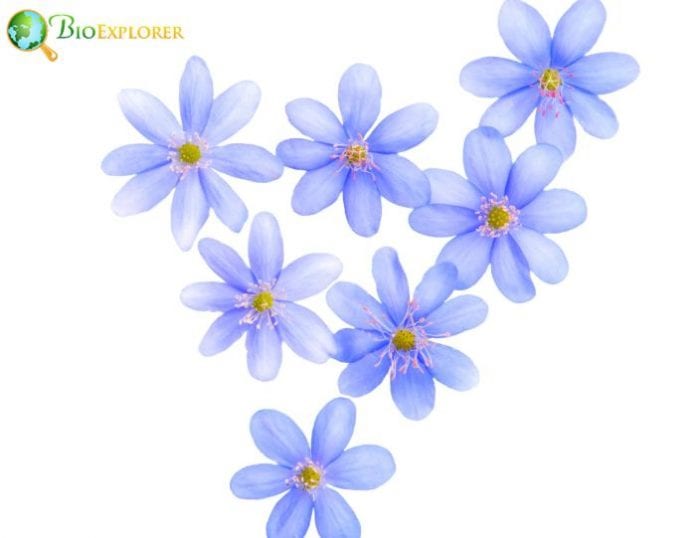 Top 43 BEST Blue Flowers | Mesmerizing Blue Blossoms | Pictures