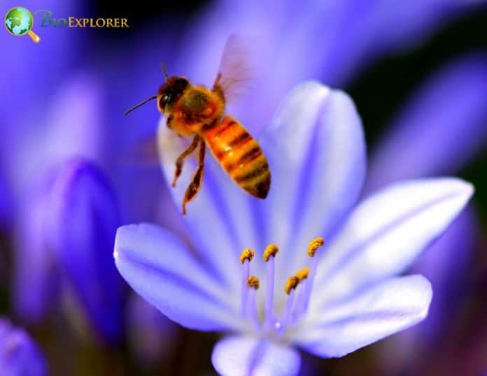 Top 43 BEST Blue Flowers | Mesmerizing Blue Blossoms | Pictures
