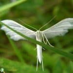 Insect Orders | 28 Different Types of Insects | BioExplorer