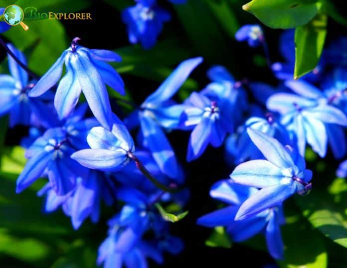 Top 43 BEST Blue Flowers | Mesmerizing Blue Blossoms | Pictures