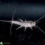 Insect Orders | 28 Different Types of Insects | BioExplorer