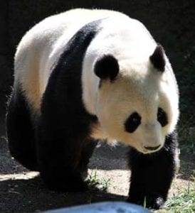 31 Fun Facts About Pandas (#20th Fact Is Very Intriguing)