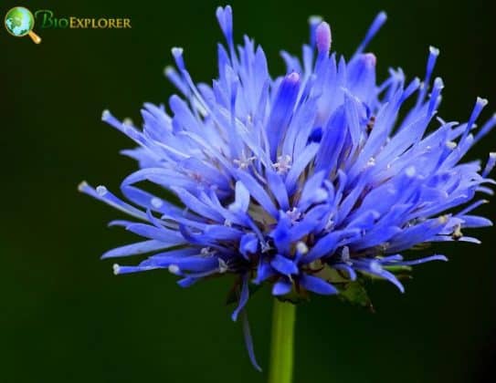 Top 43 BEST Blue Flowers | Mesmerizing Blue Blossoms | Pictures