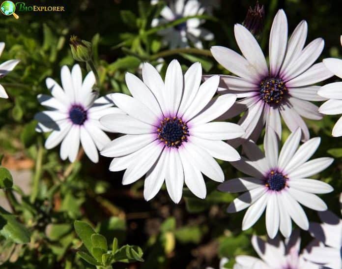 Top 25 Bicolor Flowers | Nature's Two-Toned Wonders!