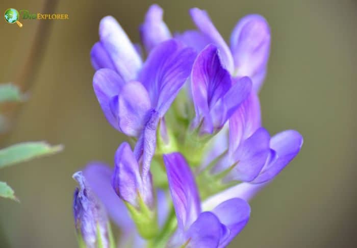 Types of Flowers: 500+ Flower Names With Pictures