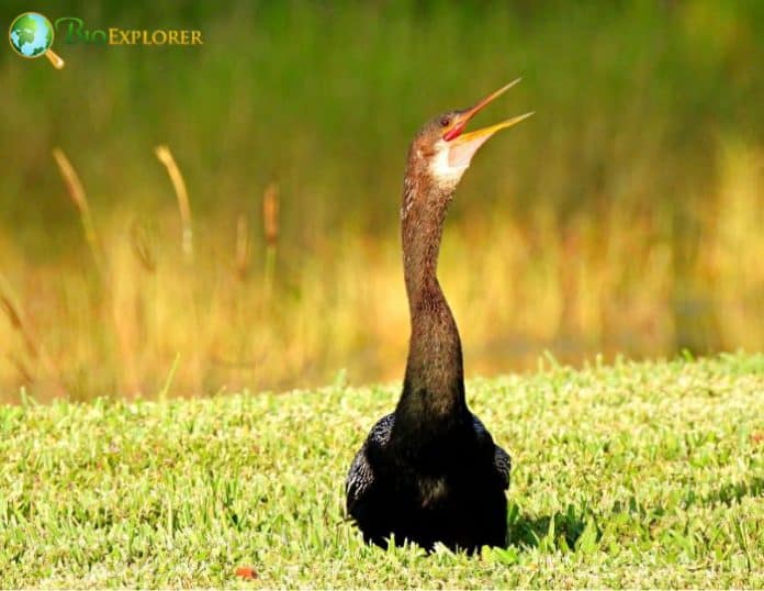 Anhinga | Anhinga Anhinga | Black Bird | BioExplorer