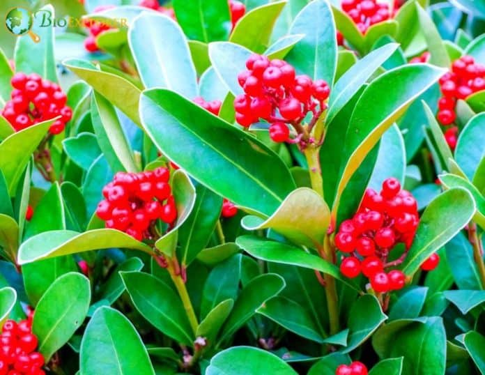 Holly Flowers | Top 21 Holly Flowers For Your Garden! | BioExplorer