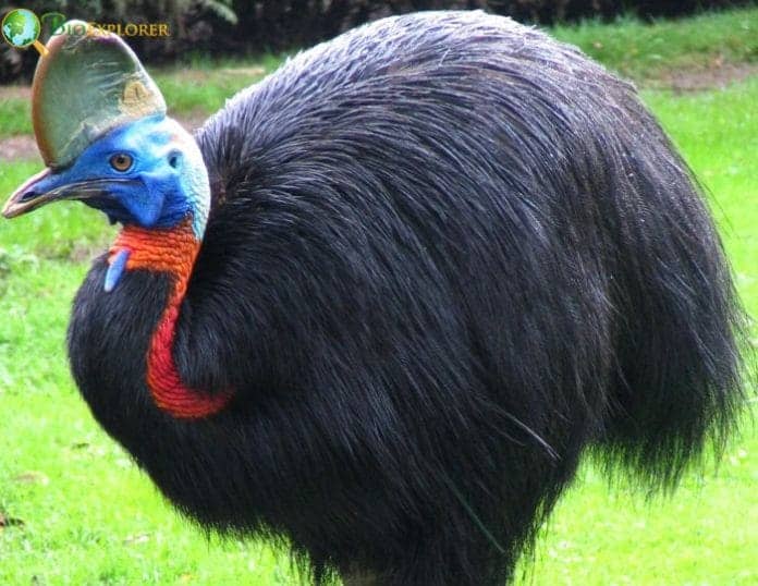 Top 34 Flightless Birds of All Times You Need To Know!
