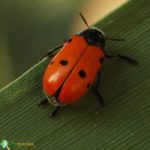 Insect Orders | 28 Different Types of Insects | BioExplorer