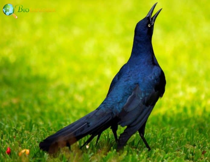 Common Grackle | Quiscalus Quiscula | Black Bird | BioExplorer