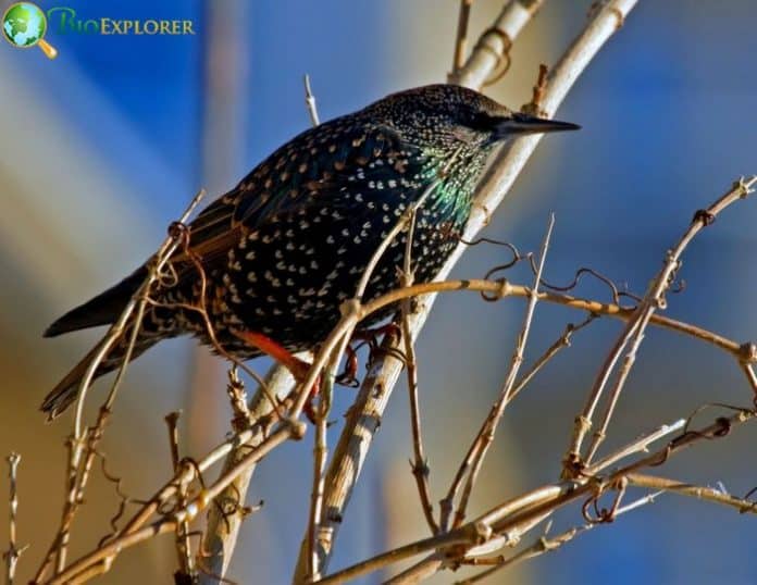 European Starling | Sturnus Vulgaris | Black Bird | BioExplorer