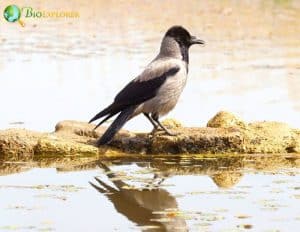 Hooded Crow | Corvux Cornix | Black and White Bird | BioExplorer