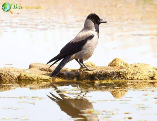 Hooded Crow | Corvux Cornix | Black and White Bird | BioExplorer