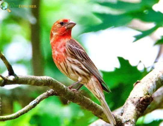 Washington Birds | Top 26 Must-See Birds of Washington State | BioExplorer