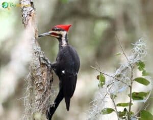 Top 25 Rare Birds of All Time | BioExplorer