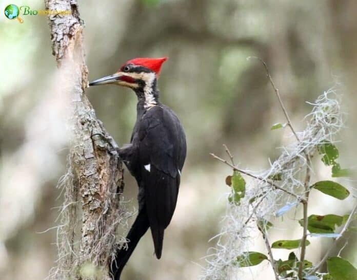 Top 25 Rare Birds of All Time | BioExplorer