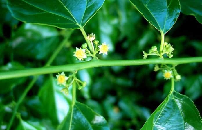 Exotic Flowers | 25 Most Known Exotic Flowering Plants Ever!