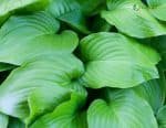 Hosta Plantaginea | August Lily | Plantain Lily | Fragrant Flowers