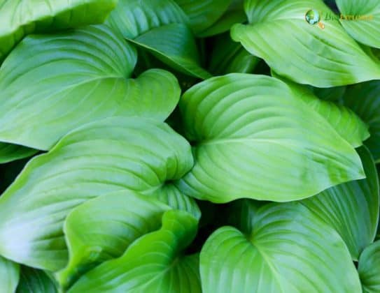 Hosta Plantaginea | August Lily | Plantain Lily | Fragrant Flowers