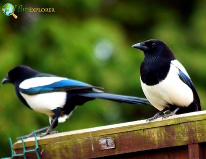 Black-billed Magpie | Pica Hudsonia | Black Bird | BioExplorer