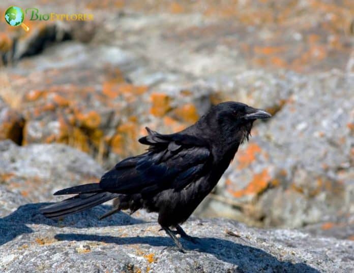 Northwestern Crow | Corvus Caurinus | Black Bird | BioExplorer